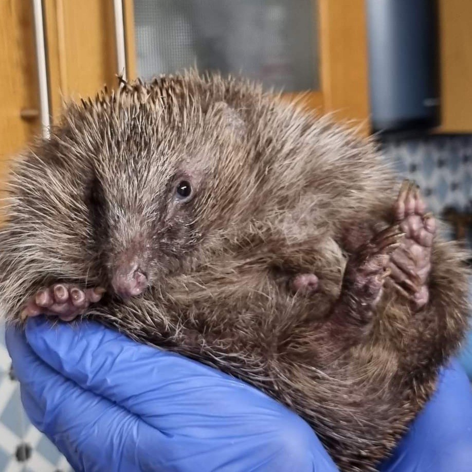 Prickly Prickles Hedgehog Rescue - The Gardens Group