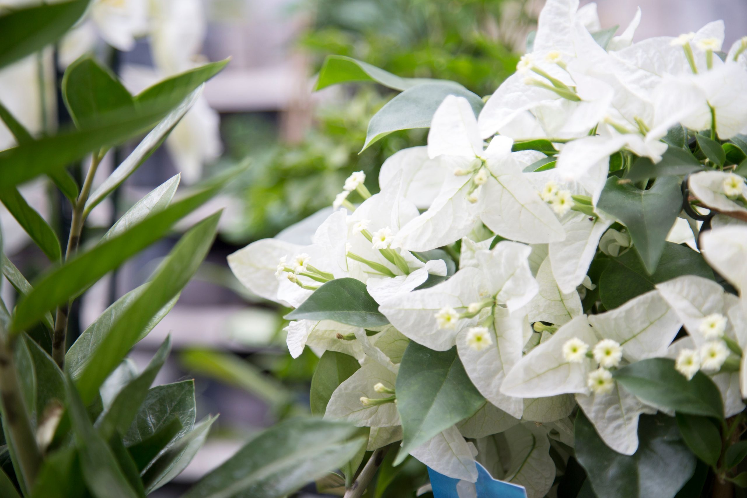 Remembering Her Majesty the Queen Elizabeth II - The Gardens Group