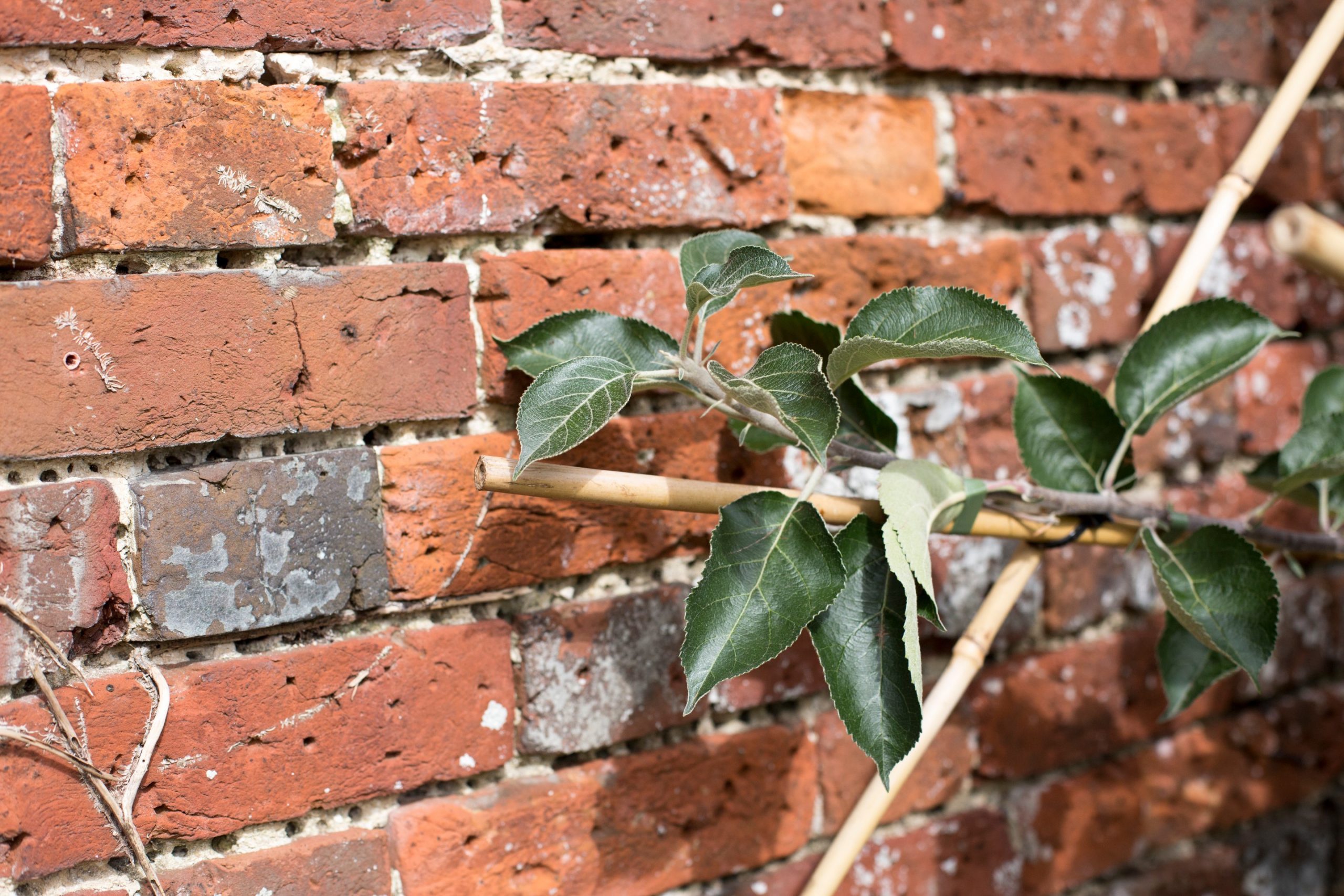 Adam Alexander, seed detective, uncovers the secret histories of ...